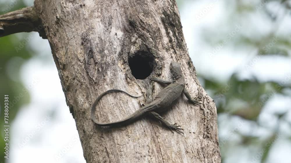 The Bengal monitor (Varanus bengalensis), also called the common Indian ...
