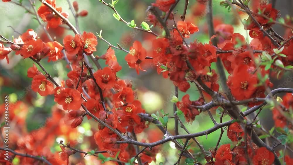 Chaenomeles speciosa (flowering quince, Chinese quince, or Japanese ...