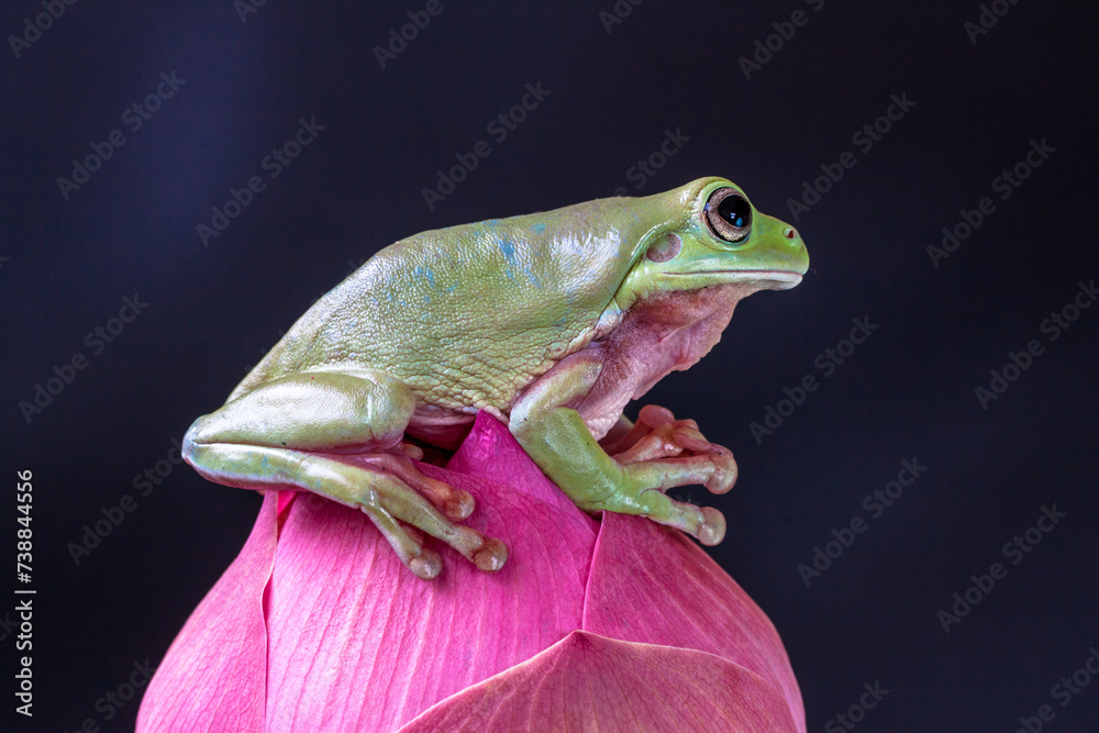 Australian green tree frog. An overweight member of the species ...
