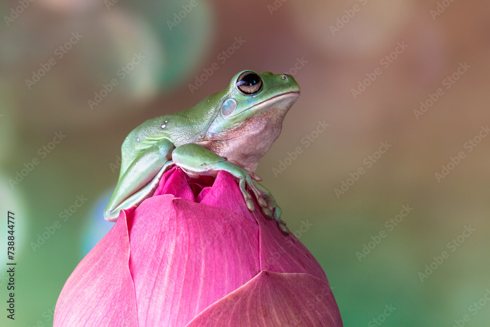 Australian green tree frog. An overweight member of the species ...