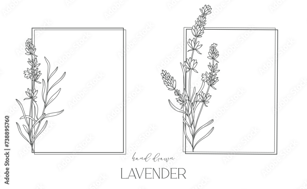 Lavender Line Drawing. Black and white Floral Frames. Floral Line Art ...