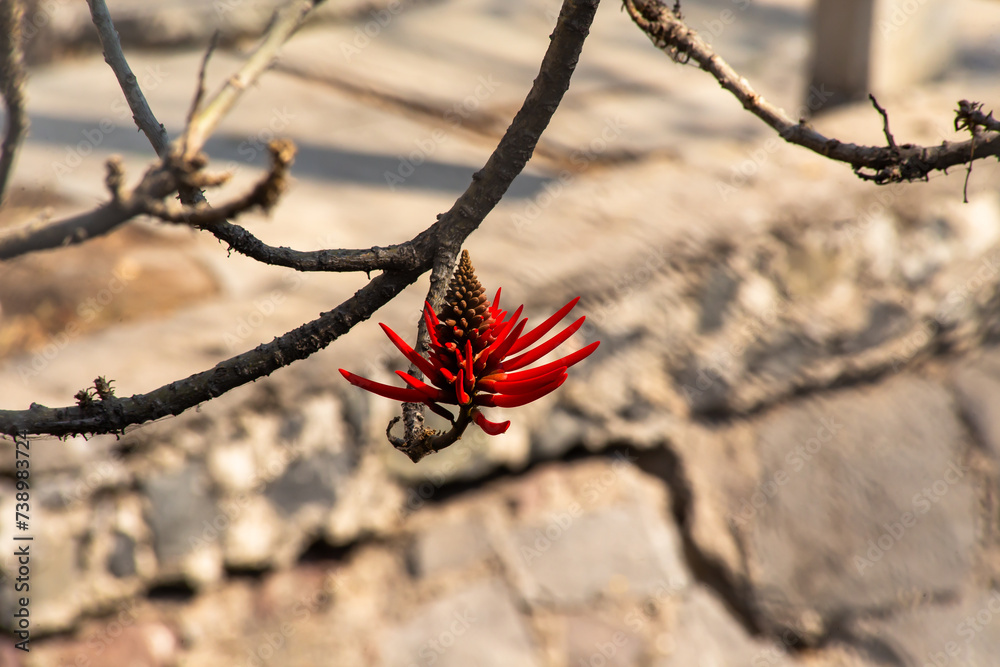 Flores del arbol de colorin, originaria de Mexico, vista desde la calle ...