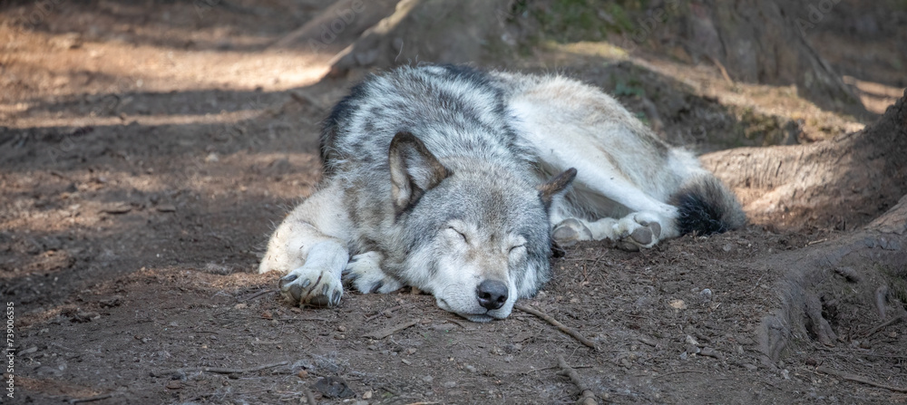 Wolf Sleeping Nocturnal Majesty: A Silent Slumber of the Alpha Canis ...