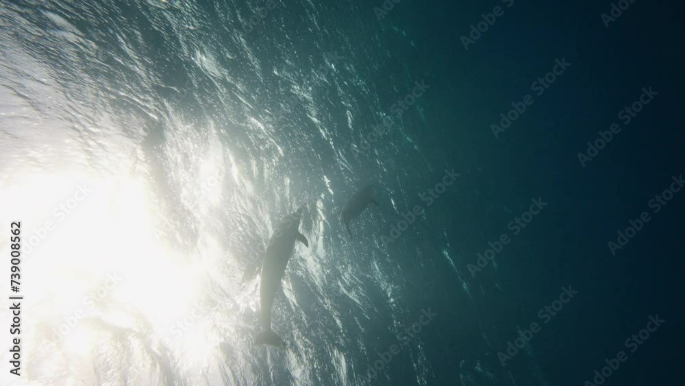 Underwater shot of wild dolphin big pod in amazing light. Aquatic ...
