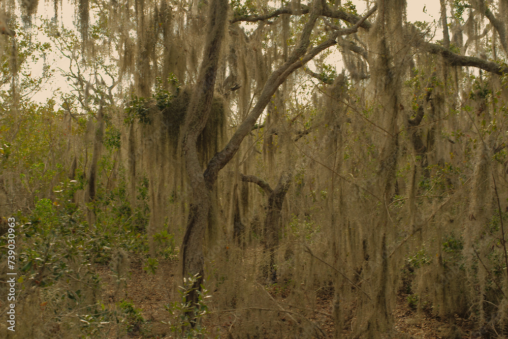 Horizontal View Hanging Spanish moss ( Tillandsia usneoides) in live ...