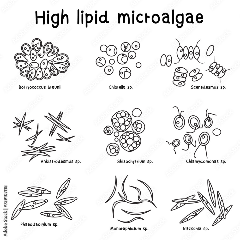 Microalgae with high amount of lipid content, ranging from 20-75% ...