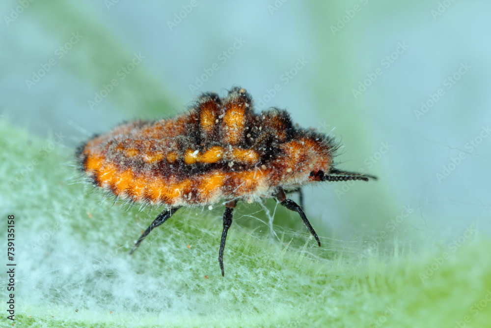 Icerya purchasi (common name: cottony cushion scale) is a scale insect ...
