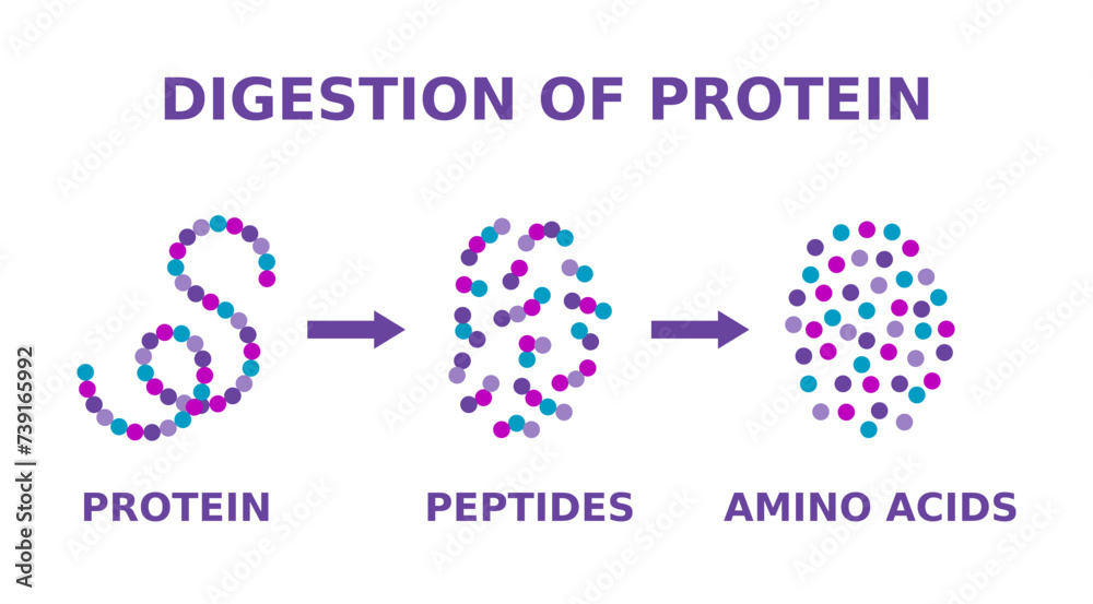 Digestion of protein. Breaking the complex molecule first into peptides ...