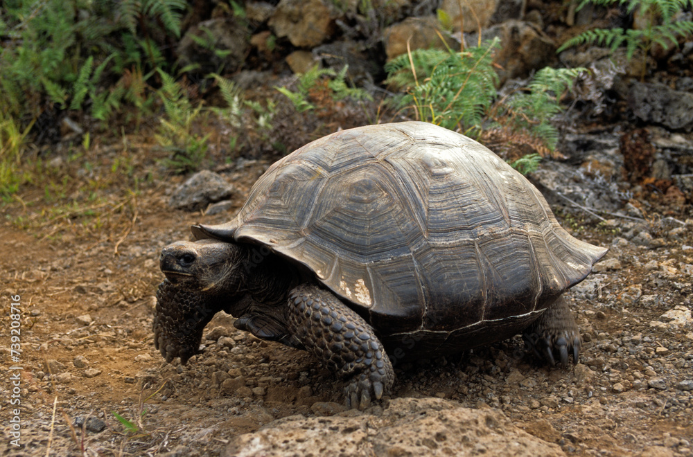 Póster Tortue géante des Galapagos; testudo elephantopus; archipel des ...