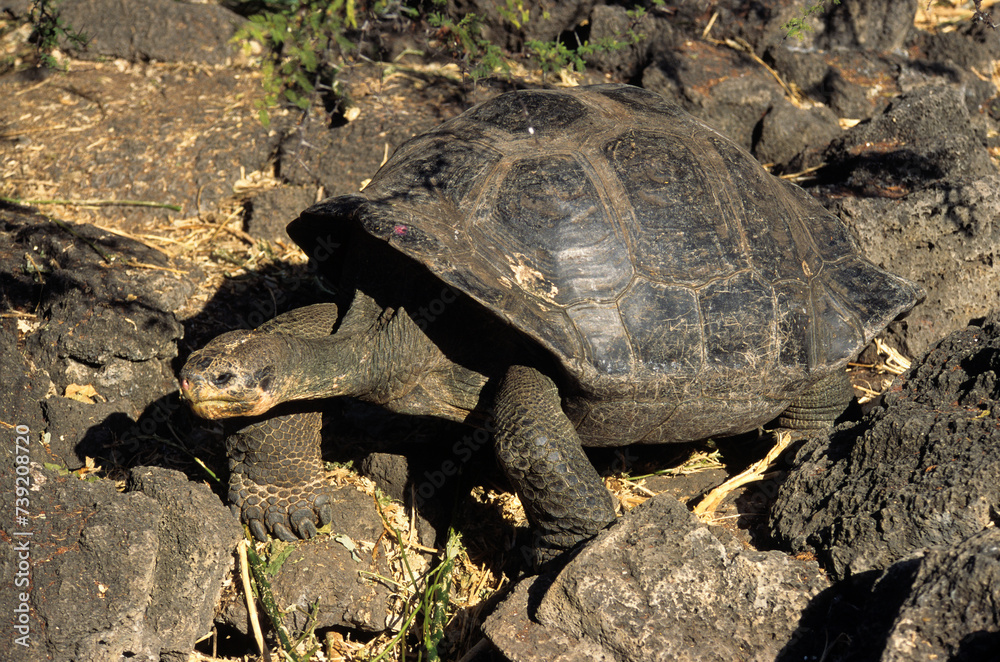 Tortue géante des Galapagos; testudo elephantopus; archipel des ...