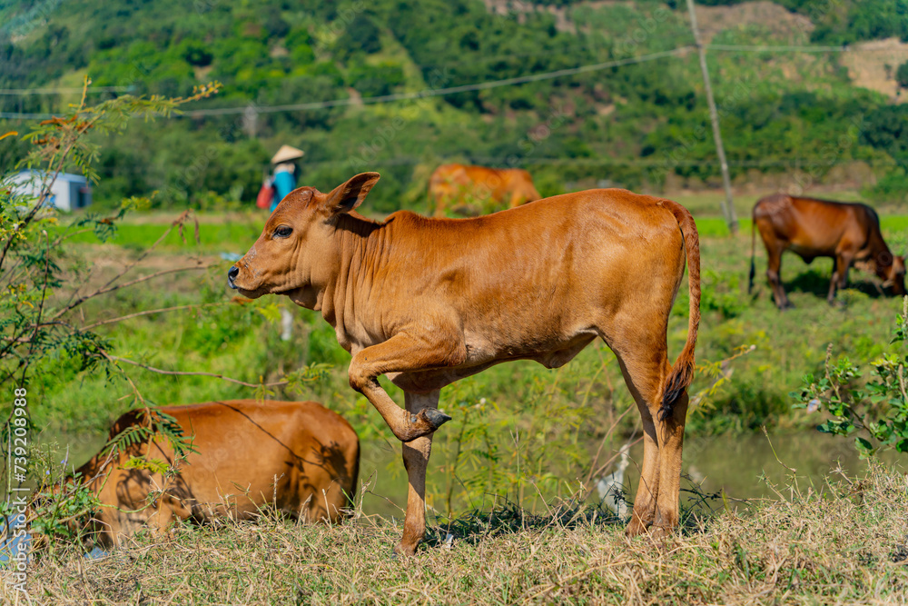 Foto de Grazing cows. The surroundings of Nha Trang city in Vietnam ...