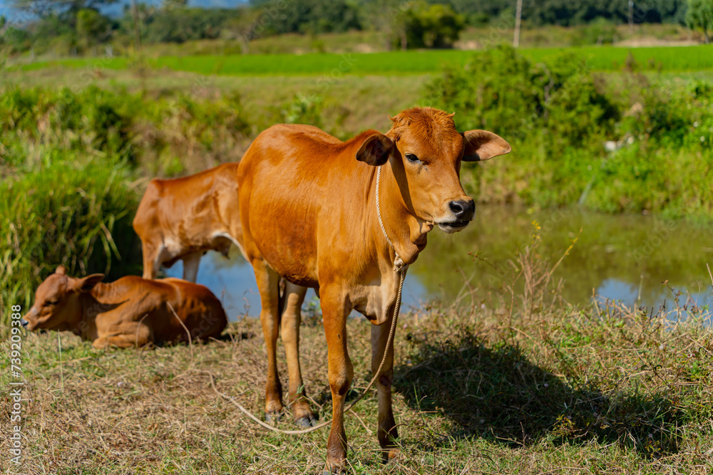 Grazing cows. The surroundings of Nha Trang city in Vietnam. Pastures ...