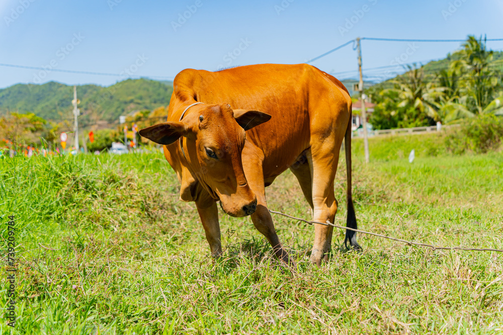 Grazing cows. The surroundings of Nha Trang city in Vietnam. Pastures ...