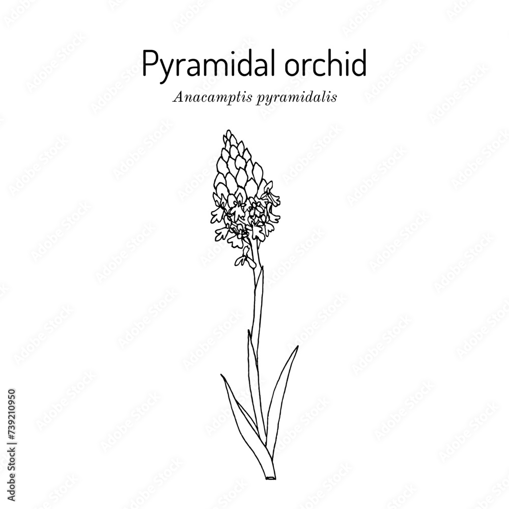 Pyramidal orchid (Anacamptis pyramidalis), edible and medicinal plant ...