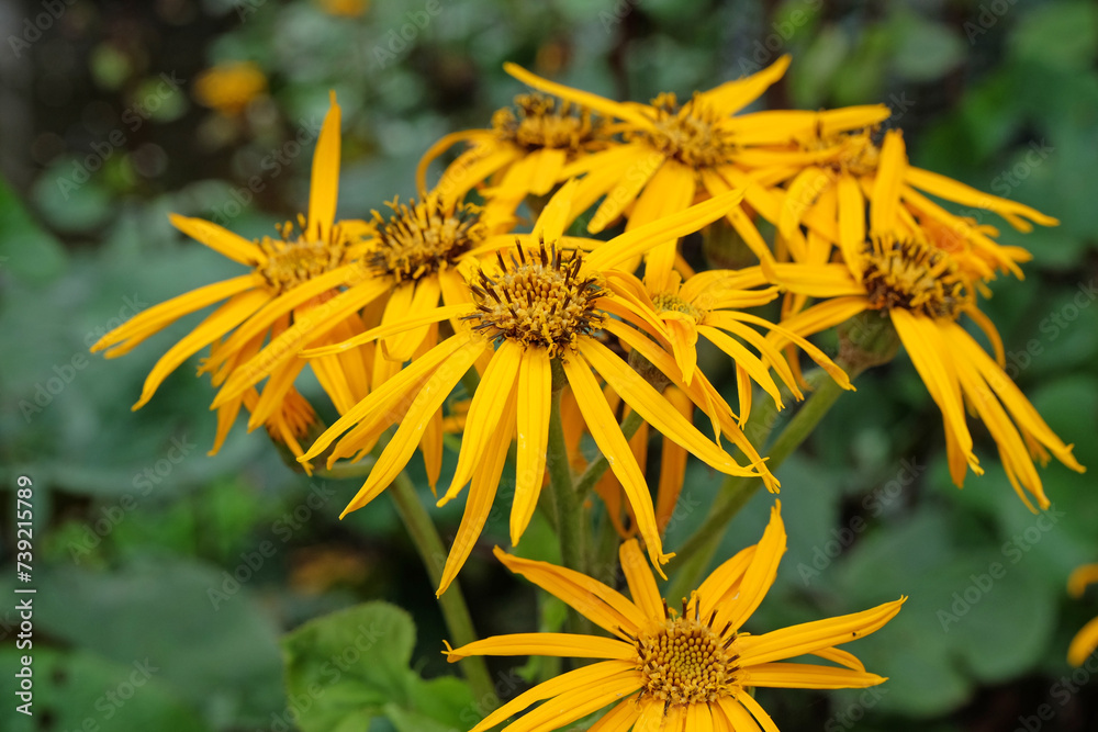 Ligularia, also known as summer ragwort or leopard plant 'Britt Marie ...