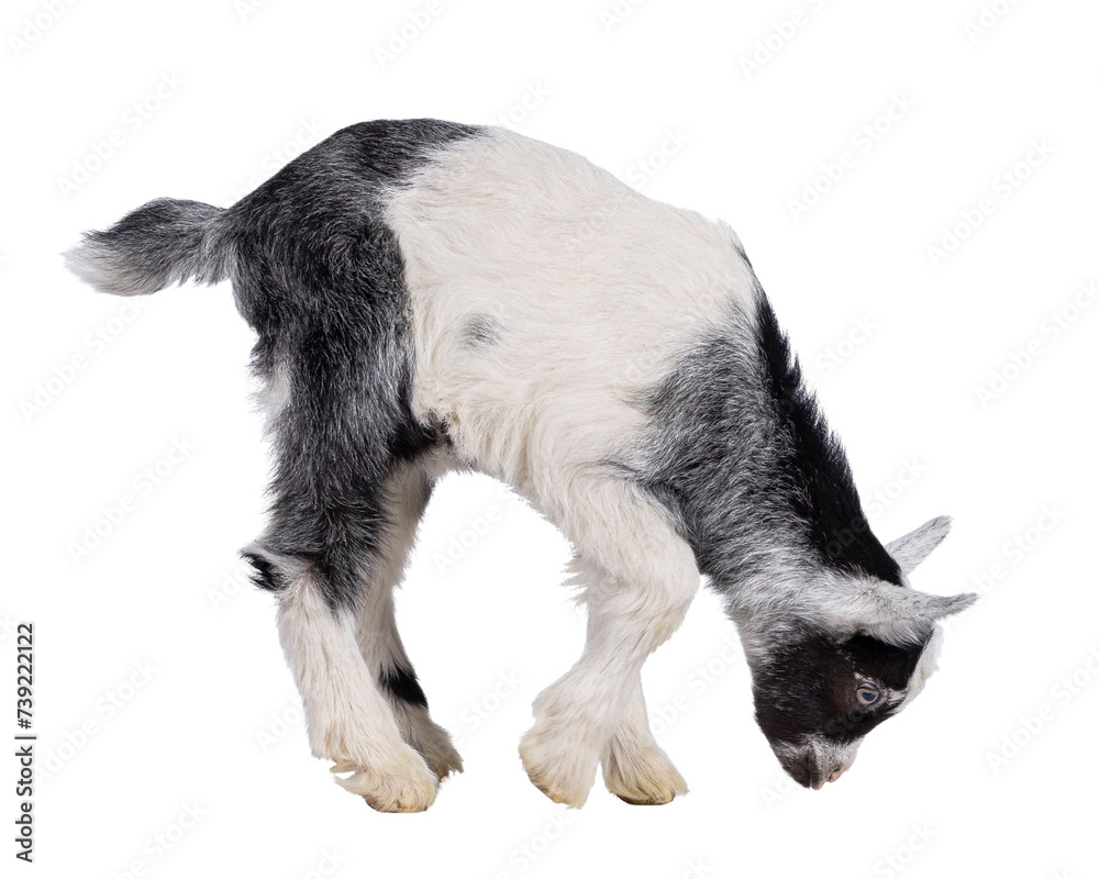Adorable black and white racoon look alike baby Dutch Land race goat ...