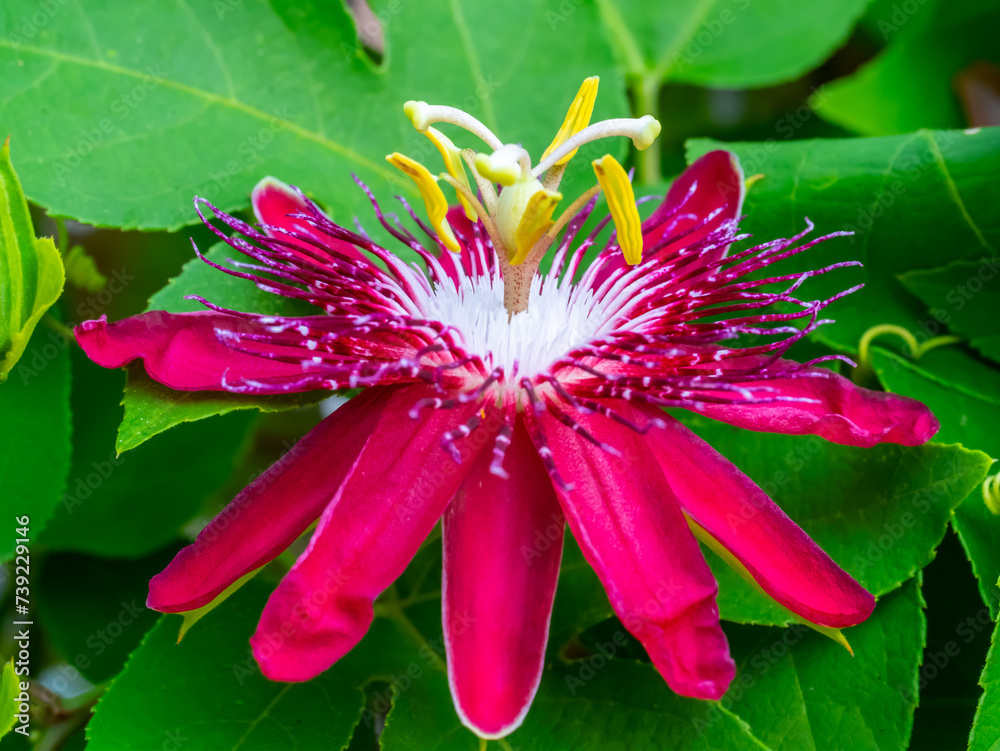 Passiflora racemosa, the red passion flower, is a species of flowering ...