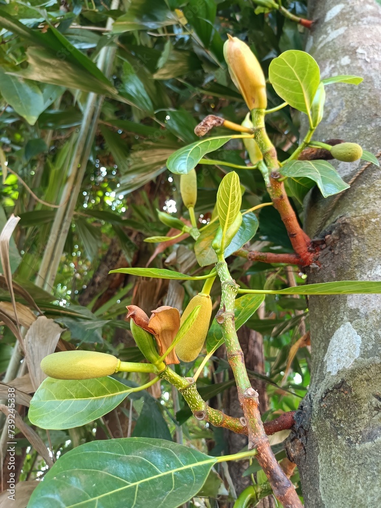 The jackfruit is the fruit of jack tree Artocarpus heterophyllus, a ...