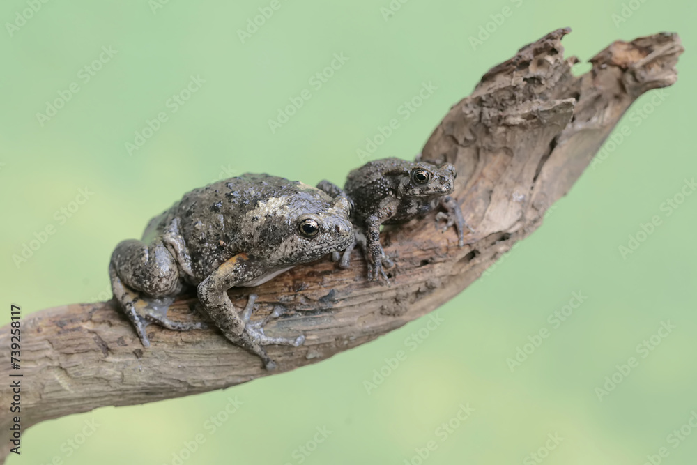 An adult Muller's narrow mouth frog and its baby are resting on a dry ...