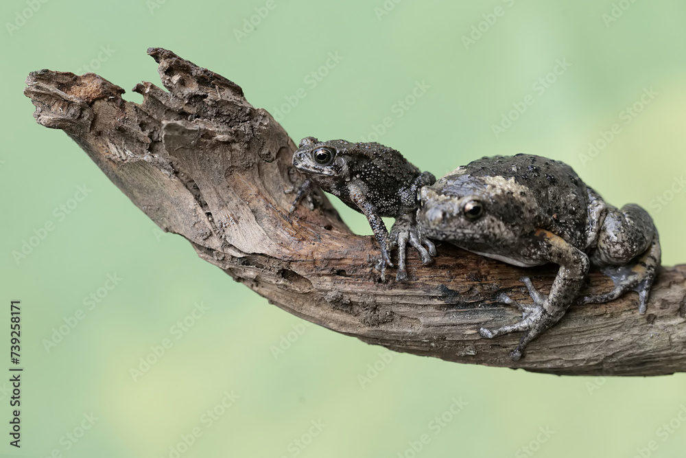 An adult Muller's narrow mouth frog and its baby are resting on a dry ...