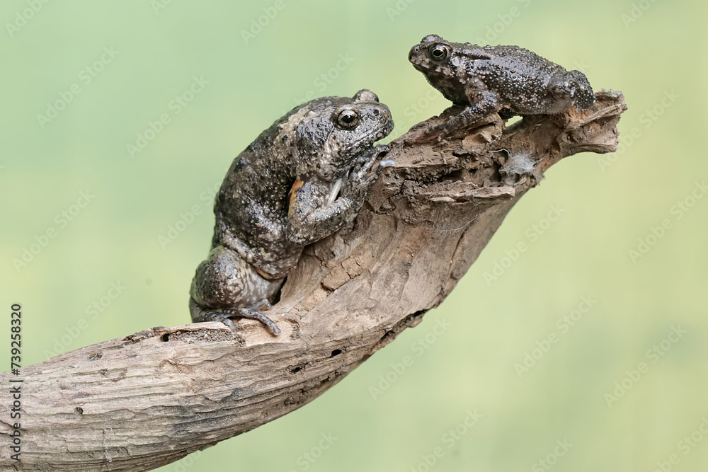 An adult Muller's narrow mouth frog and its baby are resting on a dry ...