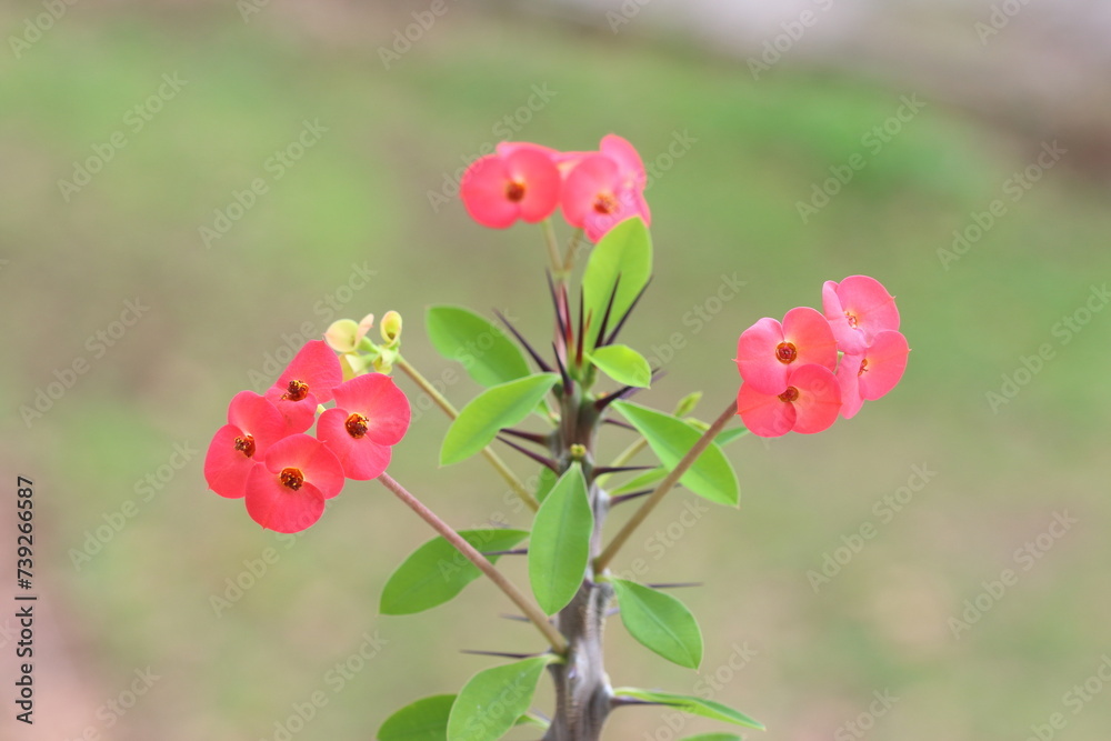 Euphorbia milii, the crown of thorns, Christ plant is a species of ...