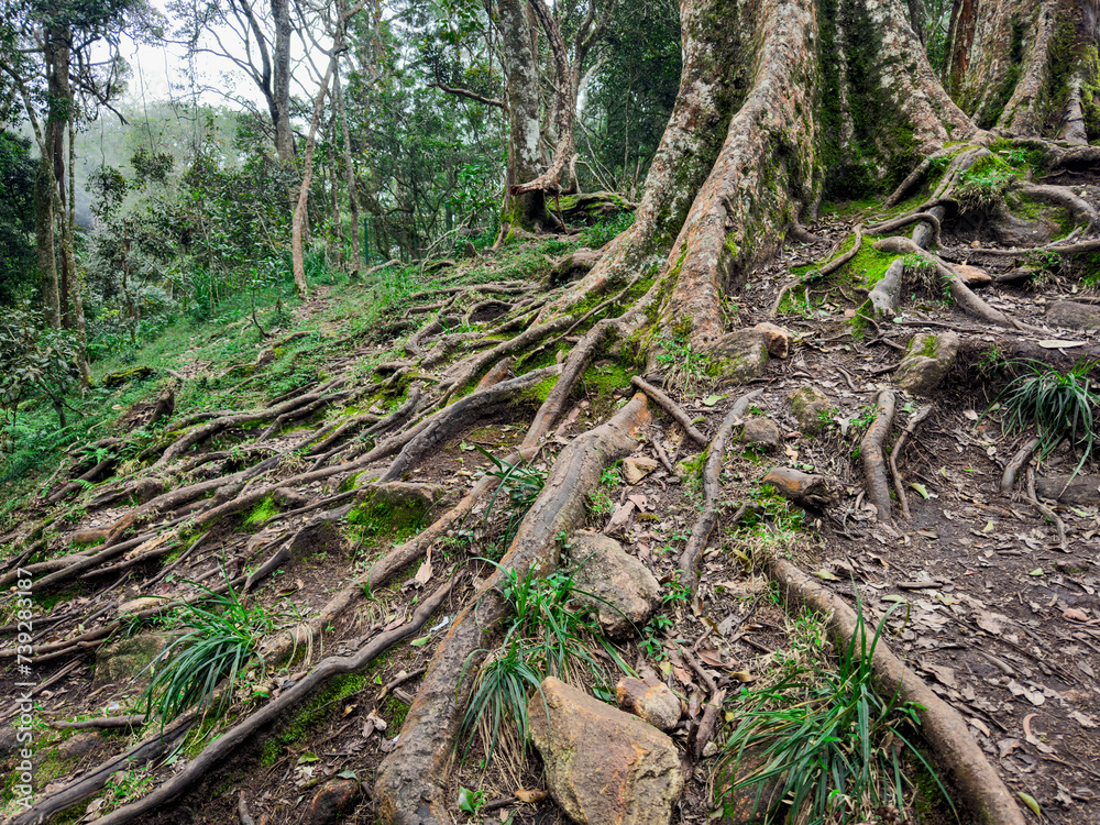 Roots of a giant tree at the Guna Cave, also known as Devil's Kitchen ...