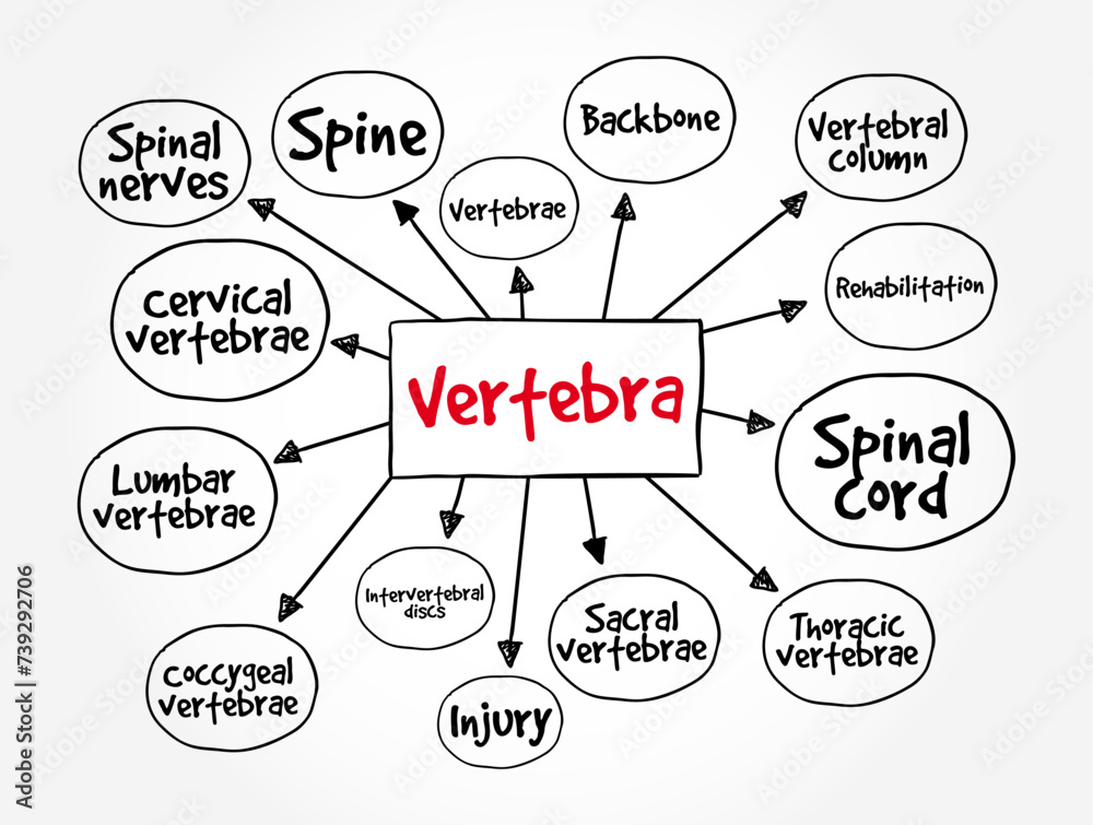 Vertebra - 33 individual, interlocking bones that form the spinal ...