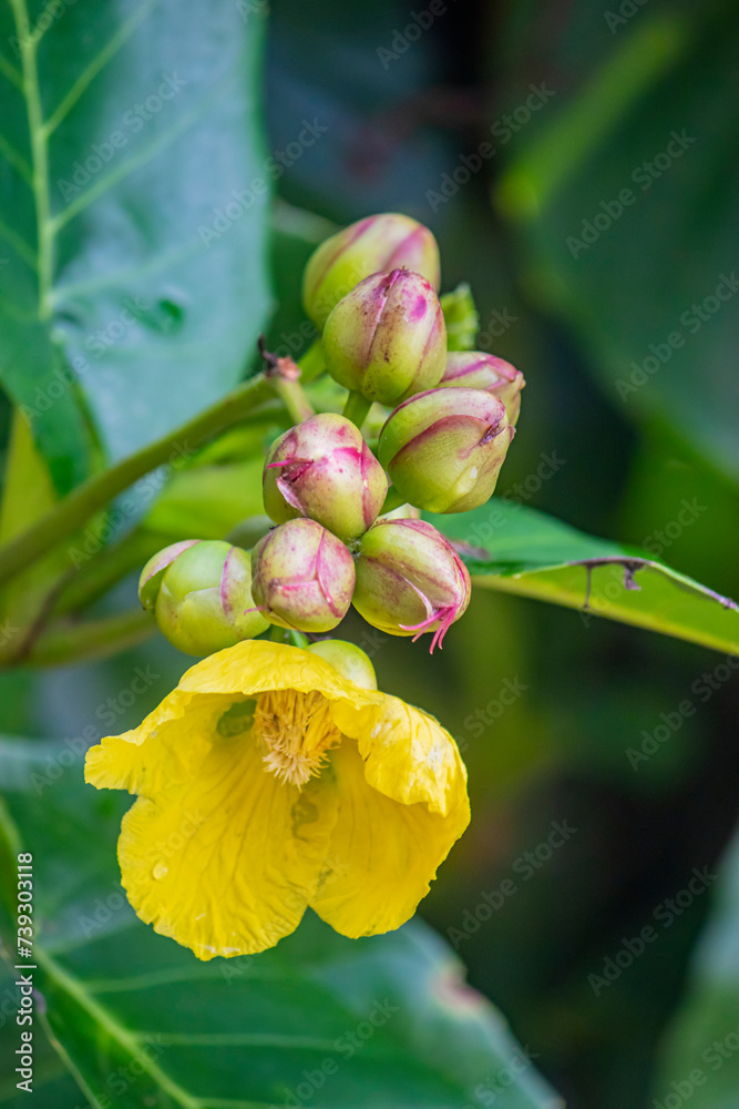 the closeup image of Yellow Simpoh (Dillenia suffruticosa) in the ...