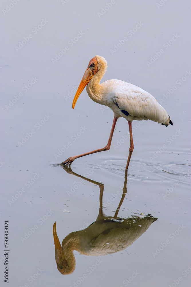 The wild milky stork in Sungei Buloh Wetland Reserve singapore. A ...