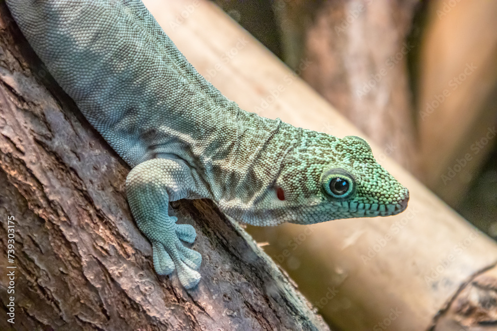 Standing's day gecko (Phelsuma standingi) is an arboreal and diurnal ...