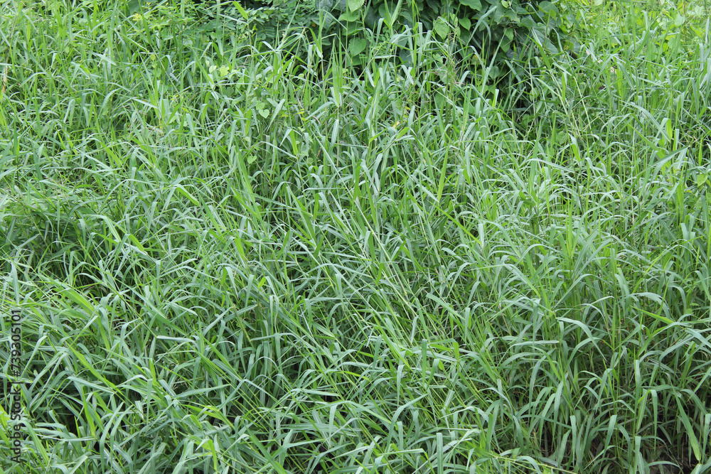 Background texture of river weed, long green leaves. Cenchrus purpureus ...