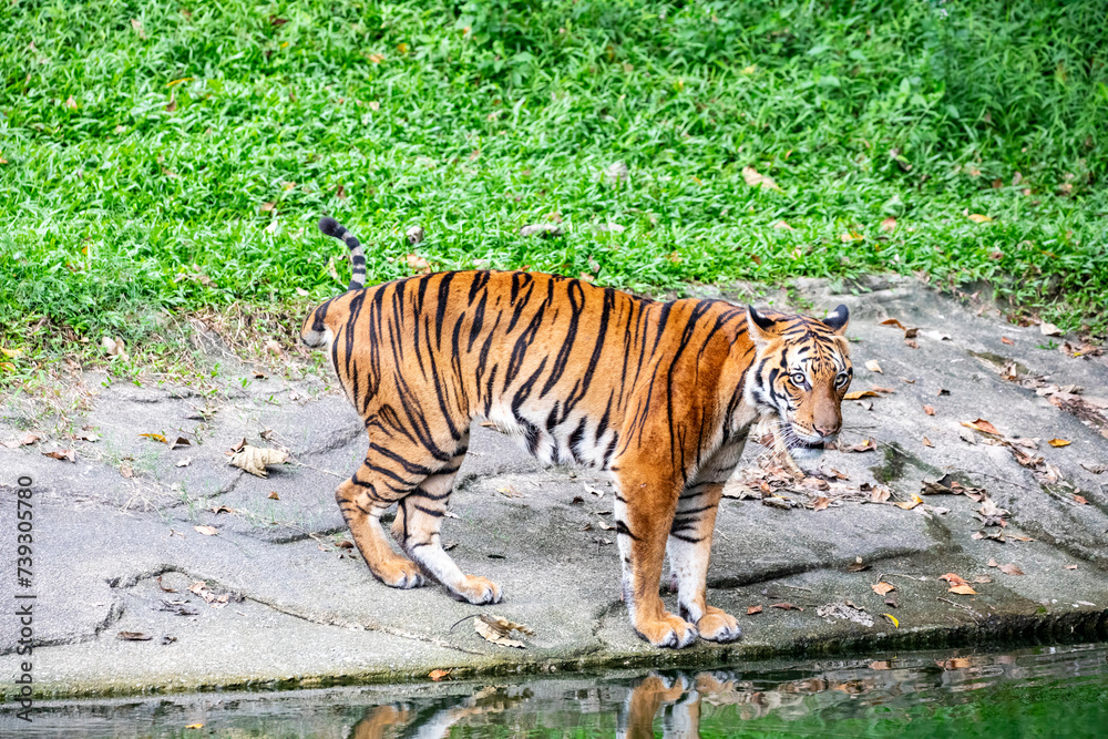 The Malayan tiger (Panthera tigris jacksoni) in Taiping Zoo Malaysia ...