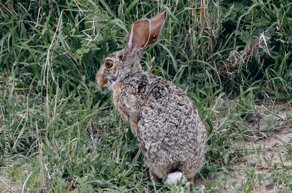 Sick wild hare infected with ticks attached to its ears. Animal ...