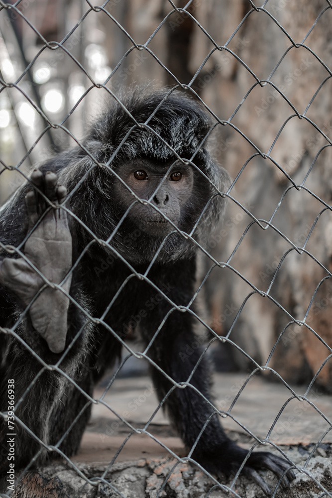 Trachypithecus auratus auratus. Lutung Jawa is one of Indonesia's ...