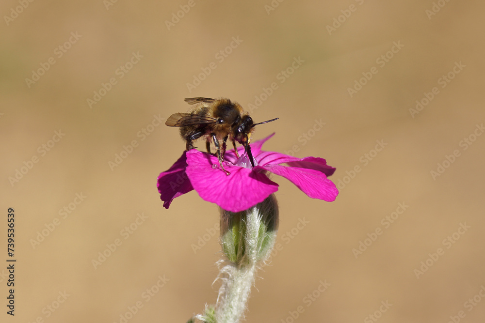 Close up Fork-tailed Flower Bee (Anthophora furcata), family Apidae on ...