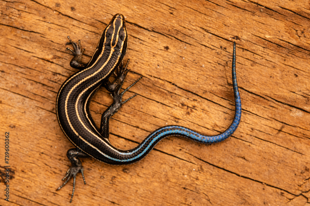 Southeastern five-lined skink (Plestiodon fasciatus) Stock Photo ...