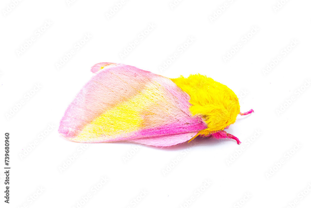Rosy maple silk moth - Dryocampa rubicunda - is a small North American ...