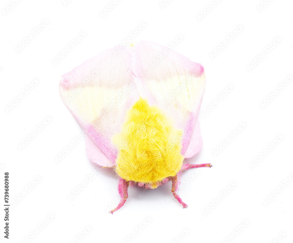 Rosy maple silk moth - Dryocampa rubicunda - is a small North American ...
