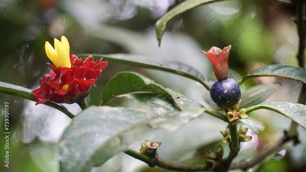 Flor-de-cera ou casca-d’anta. Nativa da Floresta Atlântica, flores ...
