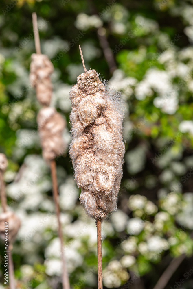 Typha Latifolia, also known as reedmace, with a shallow depth of field ...