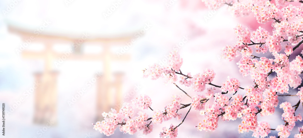 Horizontal banner with sakura flowers of pink color and Torii gate on ...