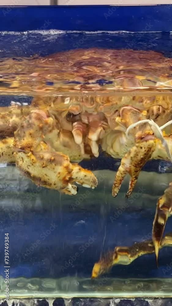 Alaskan King Crabs in restaurant tank Live crabs in an aquarium in a ...