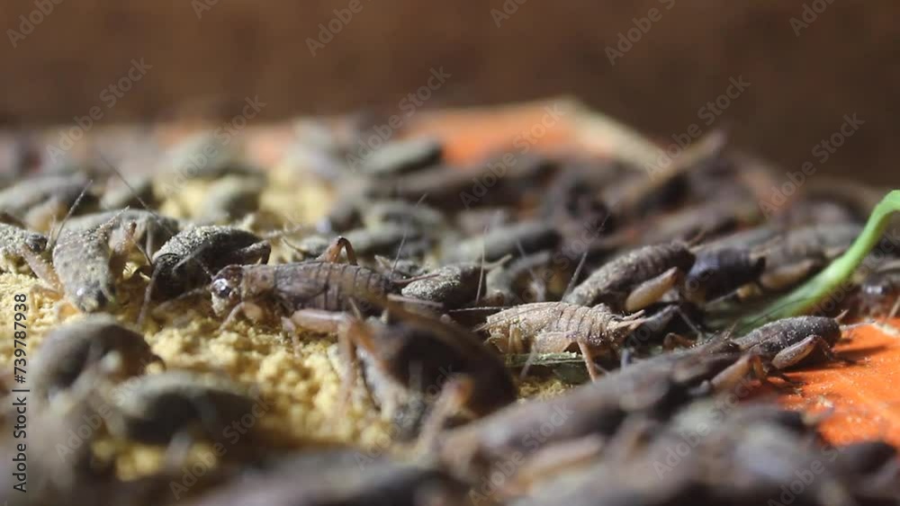 Up close, many crickets on an insect farm in Lampung, Indonesia ...