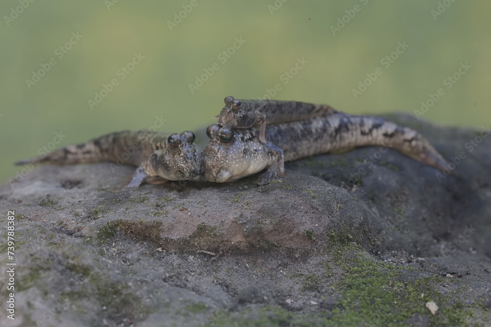 Three barred mudskippers resting on a rock covered with moss at the ...