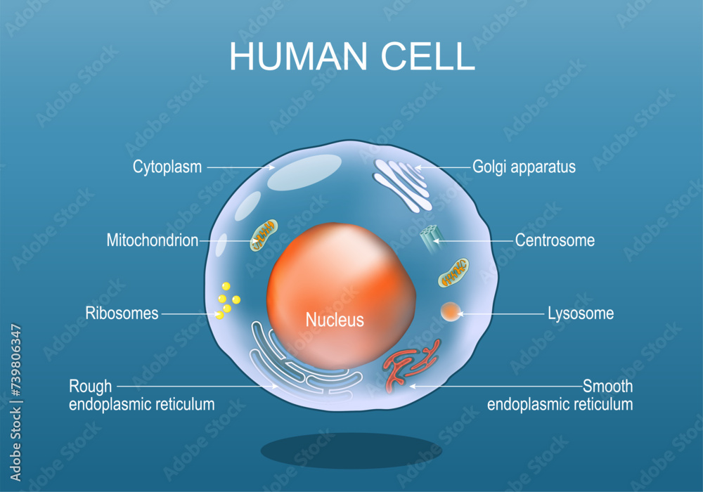 Poster Human cell anatomy. Structure of a eukaryotic cell. – Wall Art ...