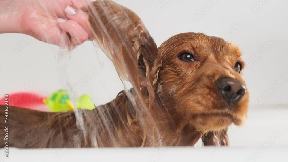 A charming cocker spaniel dog is having his ears washed, the dog is ...