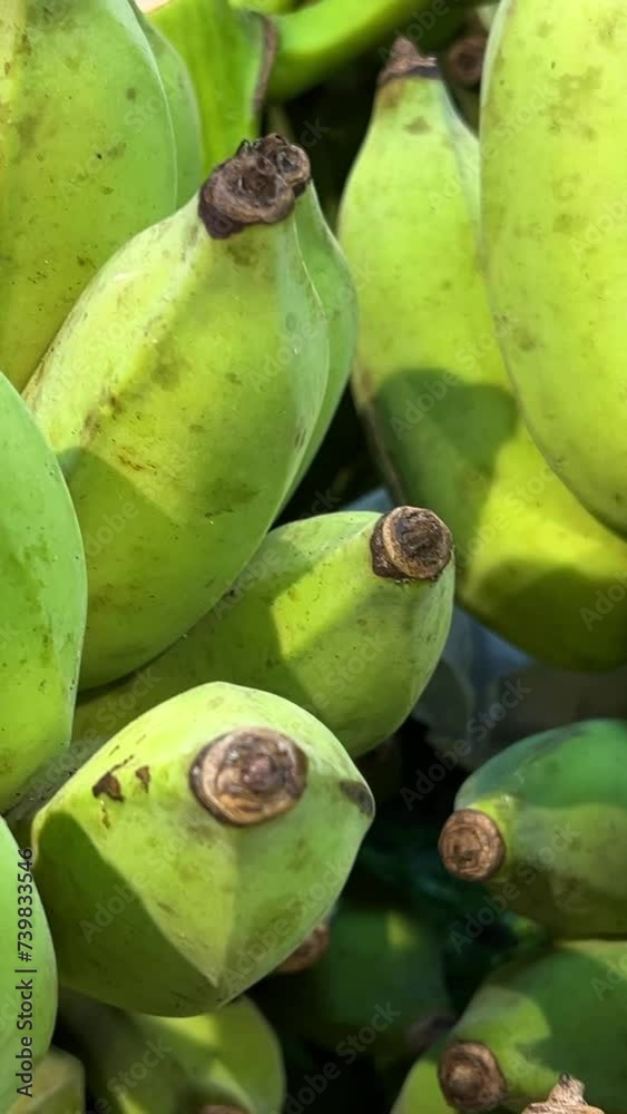 Close up view. Bunch of banana ,Green bananas, A banana tree in the ...