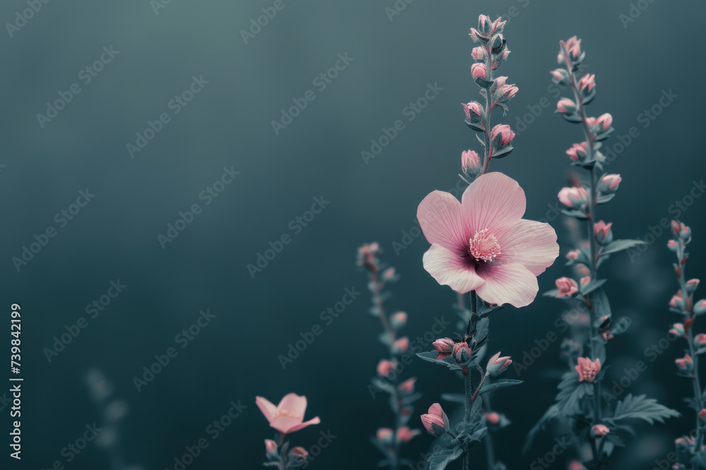 Pink hibiscus flower blooms gracefully against a moody blue background ...