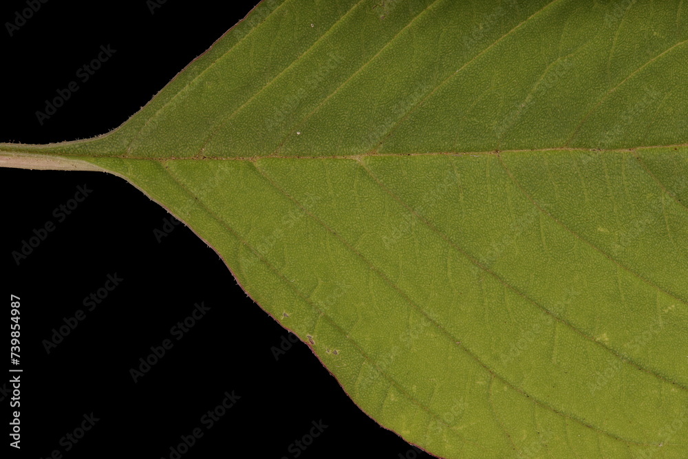 Love-Lies-Bleeding (Amaranthus caudatus). Leaf Detail Closeup Stock ...
